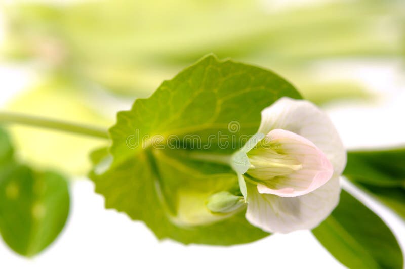 Flor de la haba foto de archivo. Imagen de cubo, ingrediente - 32391232