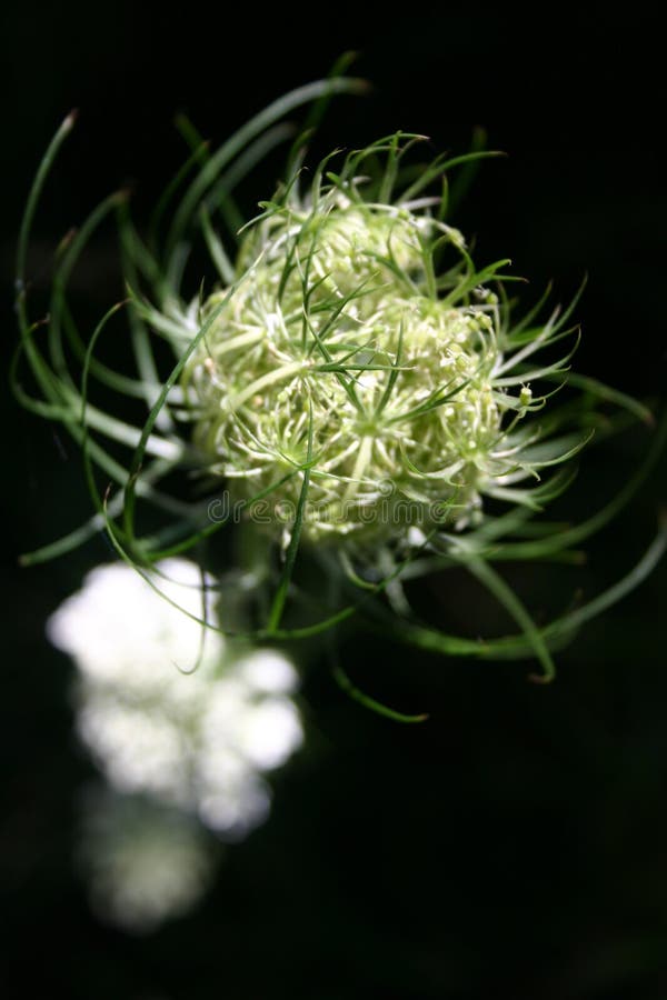 Flor De Hierba De La Pradera Entrando En Fructificación Imagen de ...