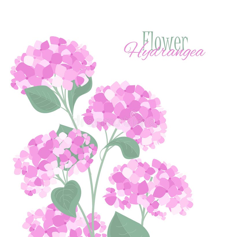 Flor De La Hortensia Del Vector Ilustración del Vector - Ilustración de ...
