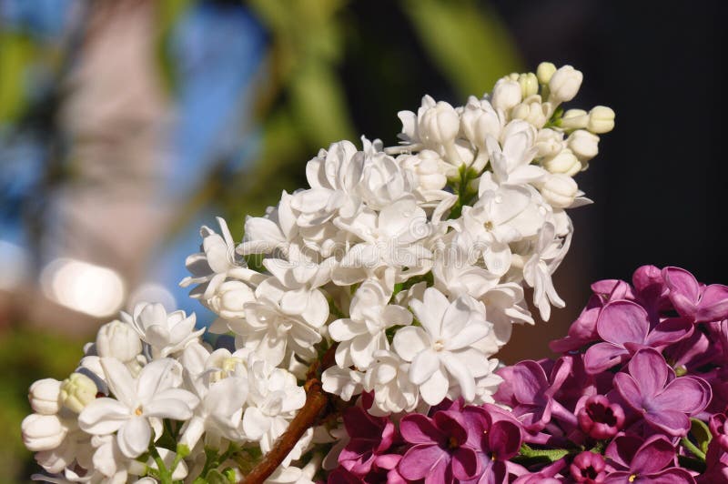 Flor de la lila foto de archivo. Imagen de racimo, macro - 114913314