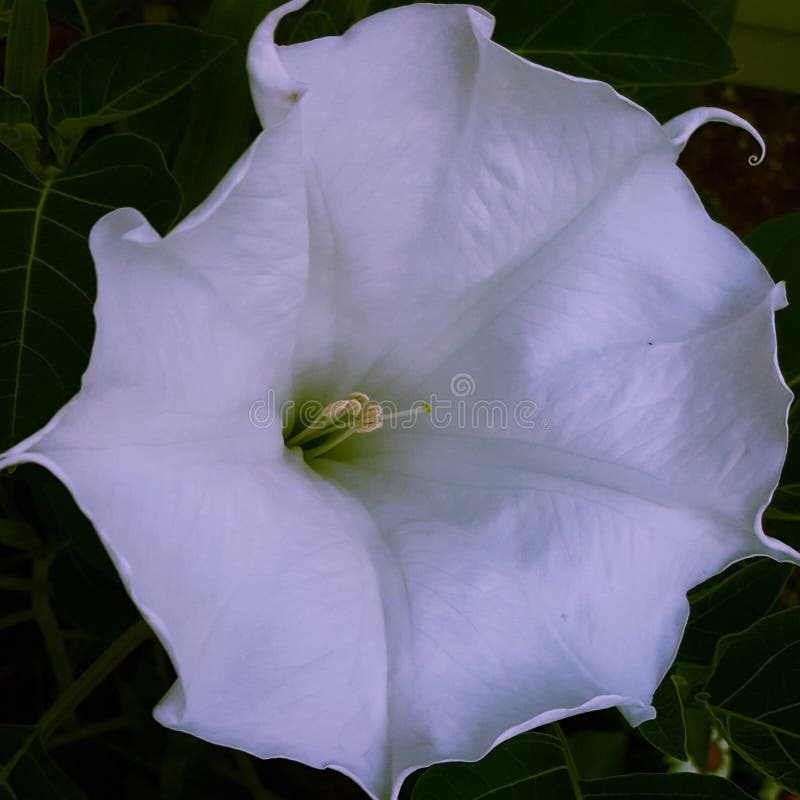 Flor De Luna Flora De Luna Blanca Foto de archivo - Imagen de blanco ...