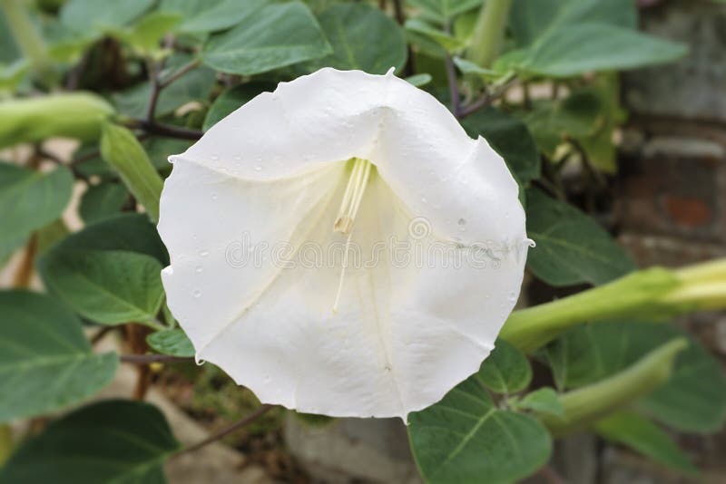 Flor de la luna imagen de archivo. Imagen de luna, tropical - 78885049