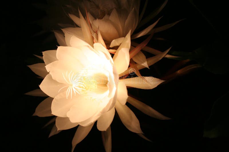 Flor de la luna imagen de archivo. Imagen de luna, tropical - 78885049