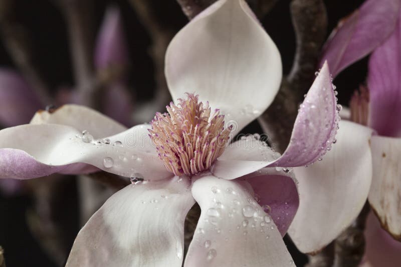 Flor de la magnolia imagen de archivo. Imagen de colores - 13726343