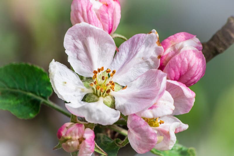 Hoja del manzano imagen de archivo. Imagen de shape, color - 92227745