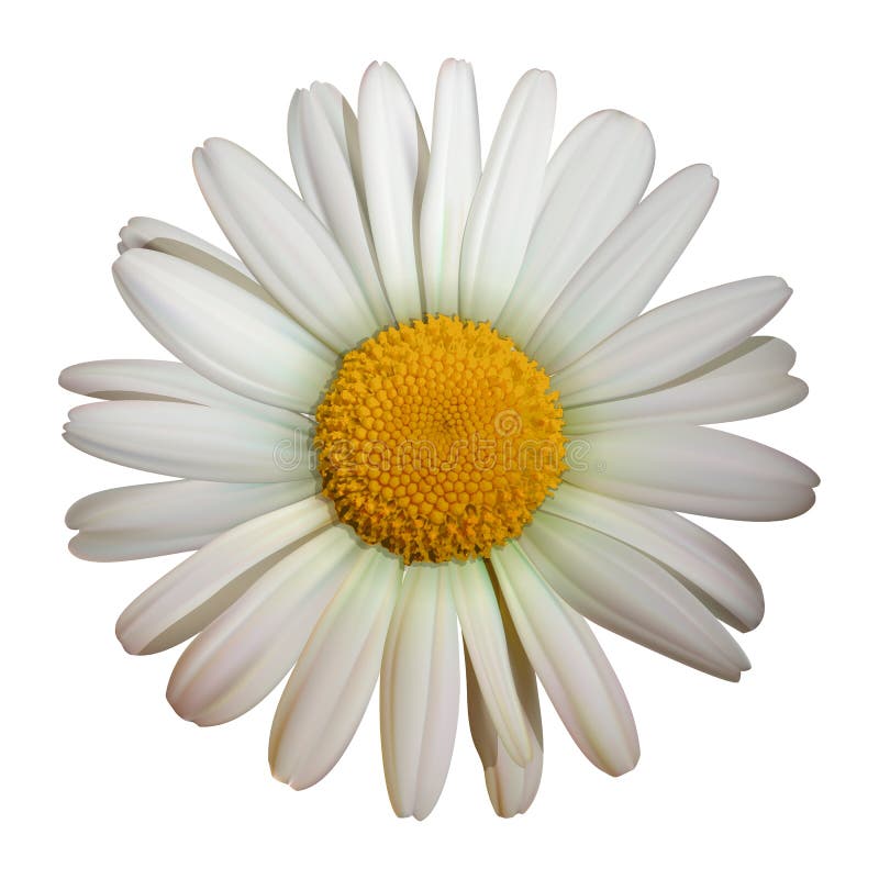 Flor de la manzanilla ilustración del vector. Ilustración de brillante ...