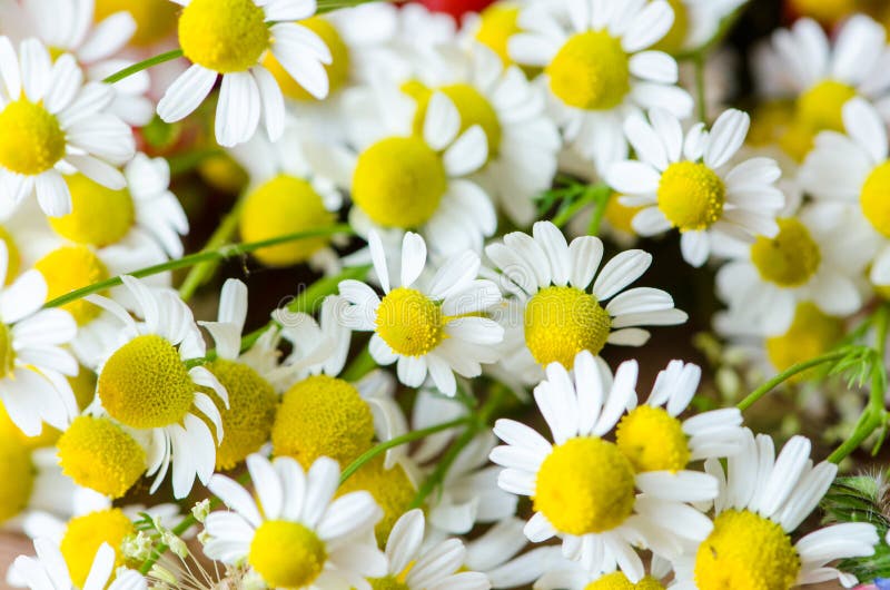 Flor de la manzanilla foto de archivo. Imagen de verde - 43447628