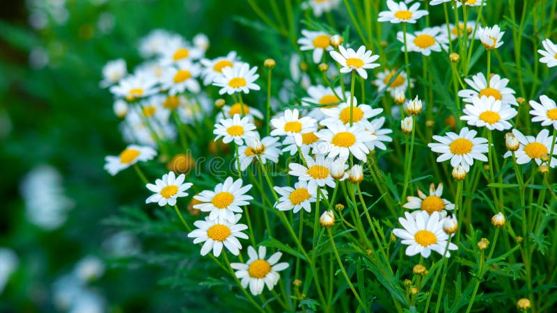 Flor de la manzanilla foto de archivo. Imagen de verde - 43447628