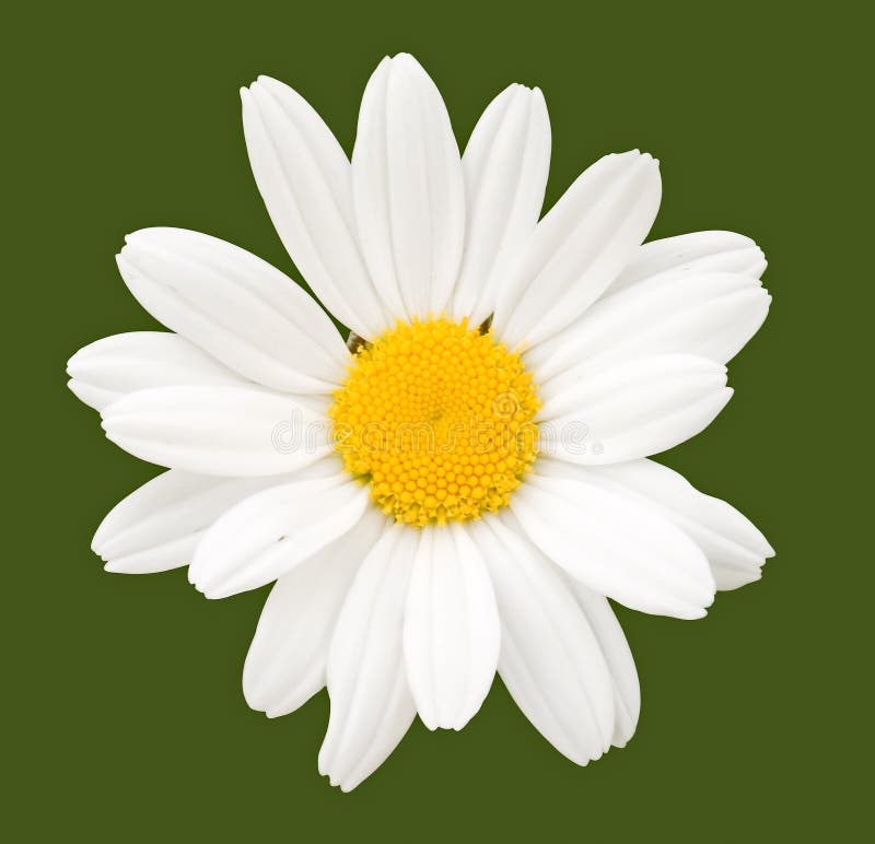 Flor de la manzanilla imagen de archivo. Imagen de aislado - 4436757