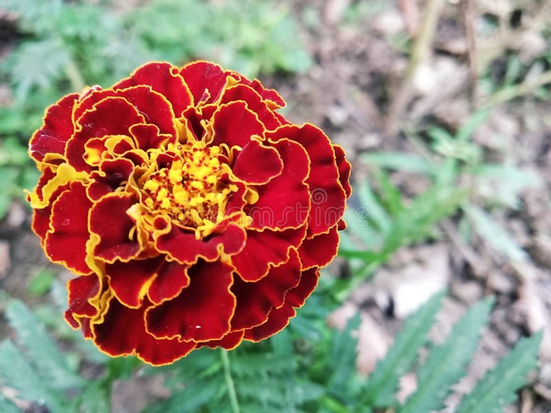 Flor de la maravilla imagen de archivo. Imagen de flor - 135024307