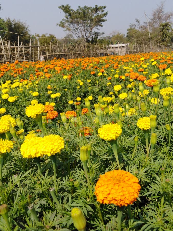 Flor de la maravilla imagen de archivo. Imagen de maravilla - 138508193
