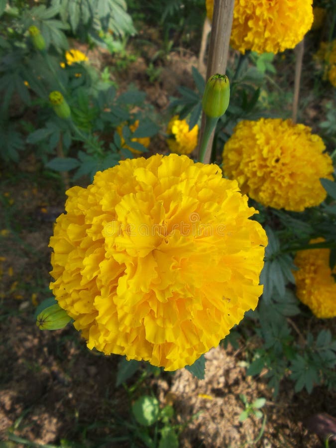 Flor de la maravilla imagen de archivo. Imagen de descriptivo - 37068321