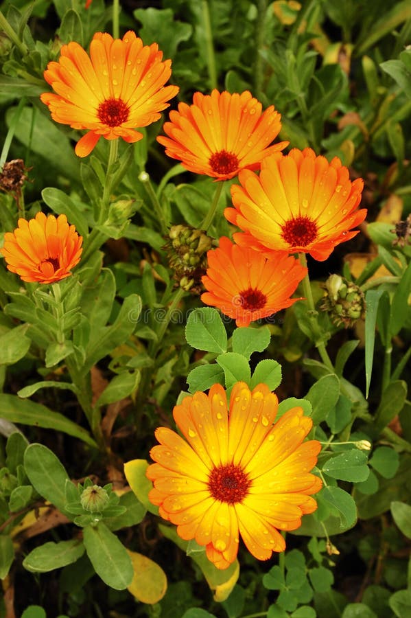 Flor de la maravilla imagen de archivo. Imagen de crisol - 58870685