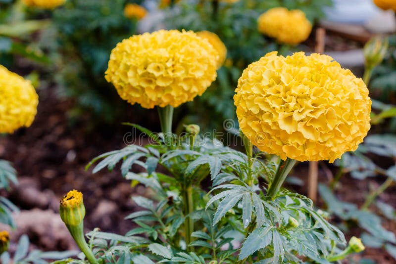 Flor de la maravilla imagen de archivo. Imagen de tailandés - 48775065