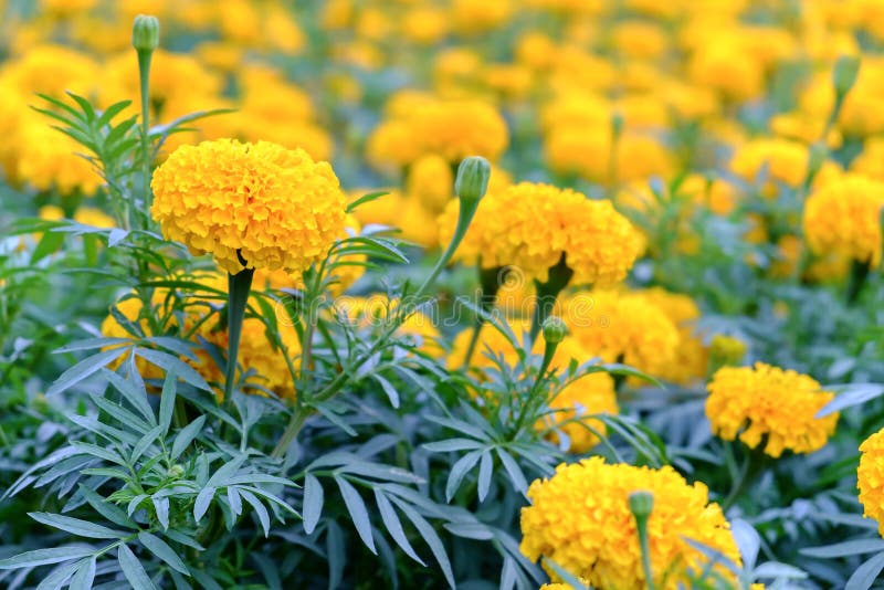 Flor de la maravilla imagen de archivo. Imagen de colorido - 54841955