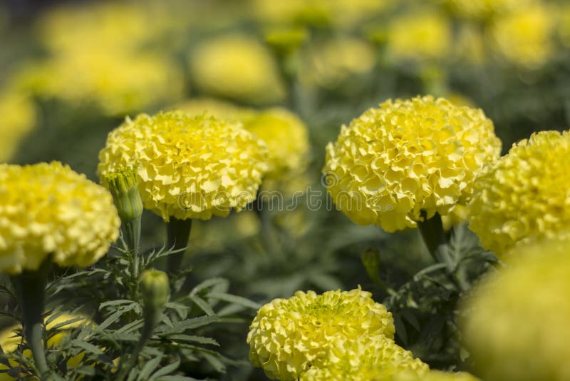 Flor de la maravilla imagen de archivo. Imagen de crecimiento - 83749253