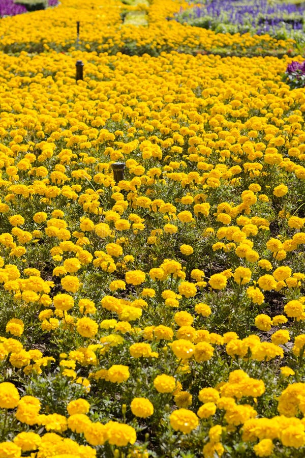 Flor de la maravilla foto de archivo. Imagen de hinduismo - 83749214