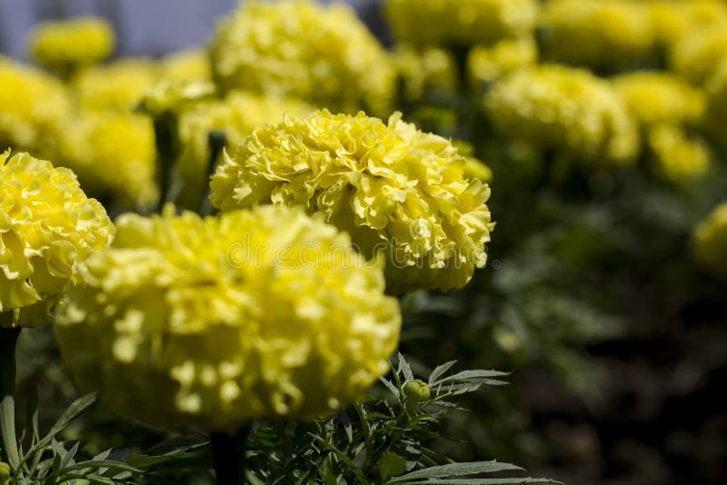 Flor de la maravilla imagen de archivo. Imagen de campo - 83749279