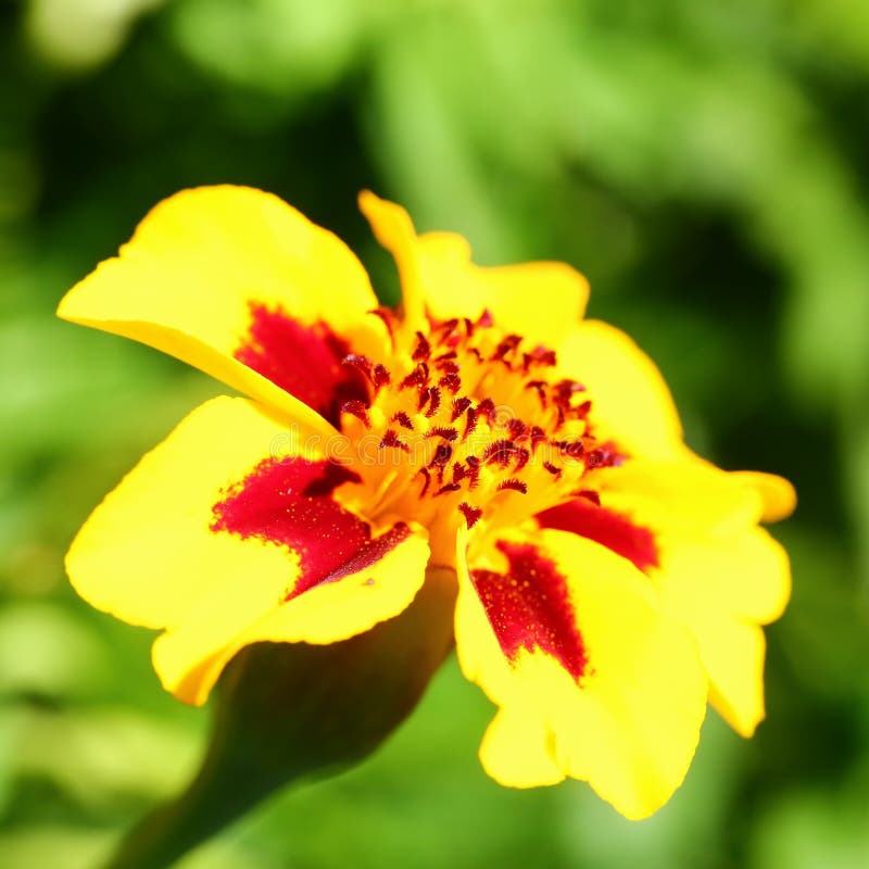 Flor de la maravilla imagen de archivo. Imagen de primer - 90688267