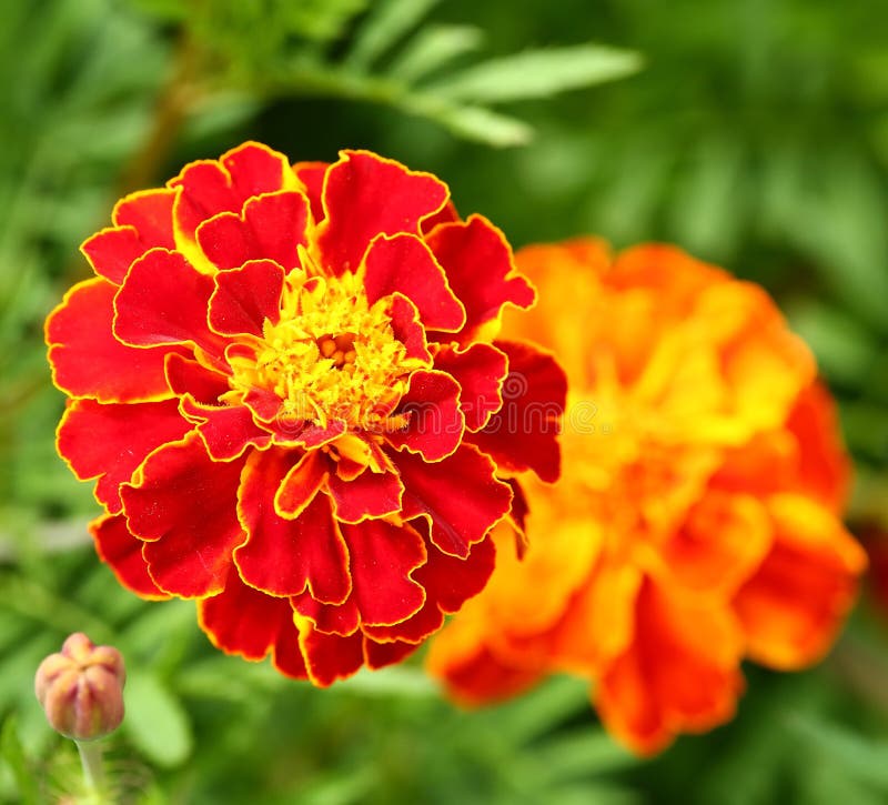 Flor de la maravilla imagen de archivo. Imagen de sombra - 90688363