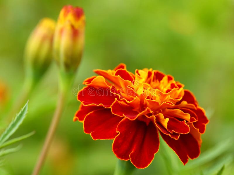 Flor de la maravilla foto de archivo. Imagen de sunlight - 90688340