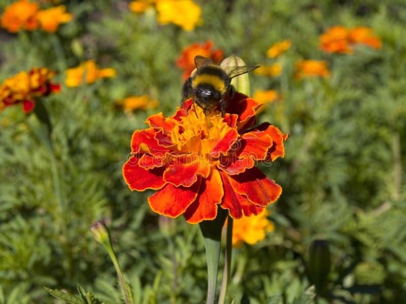 Flor de la maravilla imagen de archivo. Imagen de arriate - 97114809