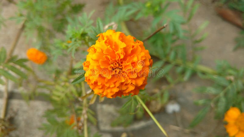 Flor de la maravilla imagen de archivo. Imagen de verde - 97413651