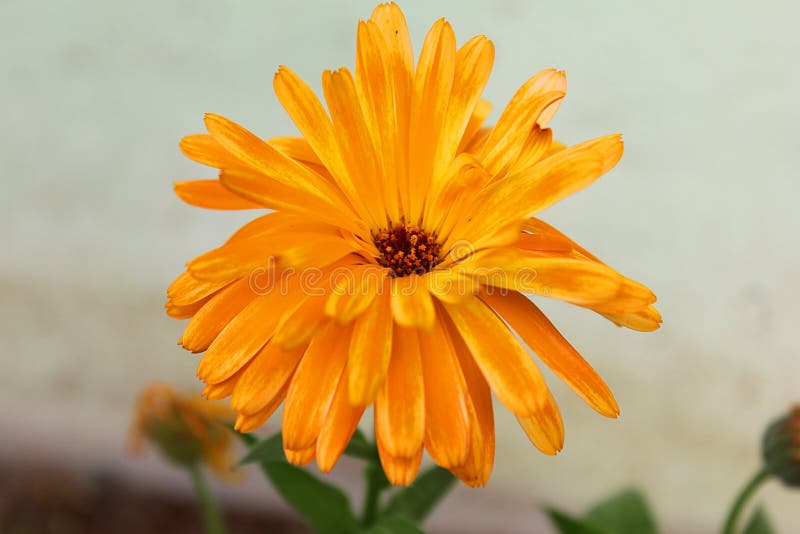 Flor De La Maravilla Abierta Imagen de archivo - Imagen de prado, flor ...