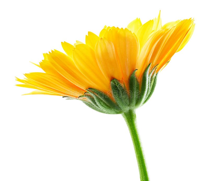 Flor De La Maravilla Aislada Foto de archivo - Imagen de fresco ...