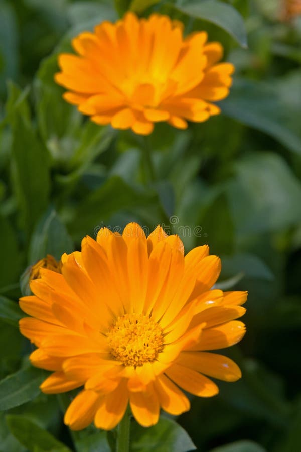 Flor De La Maravilla Del Calendula Foto de archivo - Imagen de belleza ...