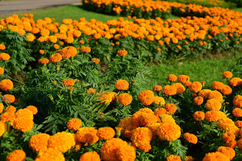 Flor De La Maravilla Del Primer Foto de archivo - Imagen de fresco ...