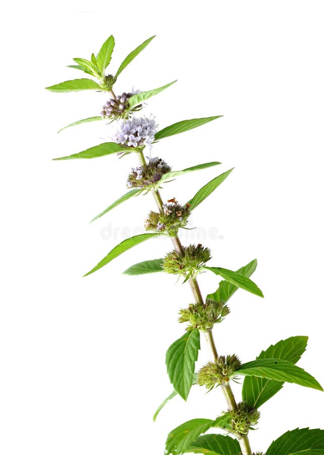 Flor de la menta imagen de archivo. Imagen de alimento - 40269455
