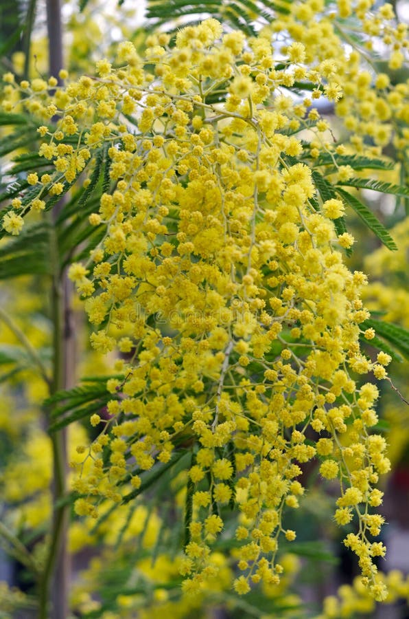 Flor de la mimosa imagen de archivo. Imagen de amarillo - 46770113