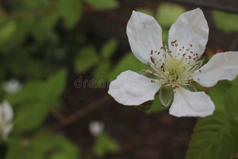 imágenes comunes del Mora - los derechos de la transferencia directa el ...