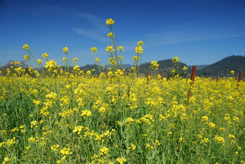 Flor de la mostaza foto de archivo. Imagen de cosecha - 6015658