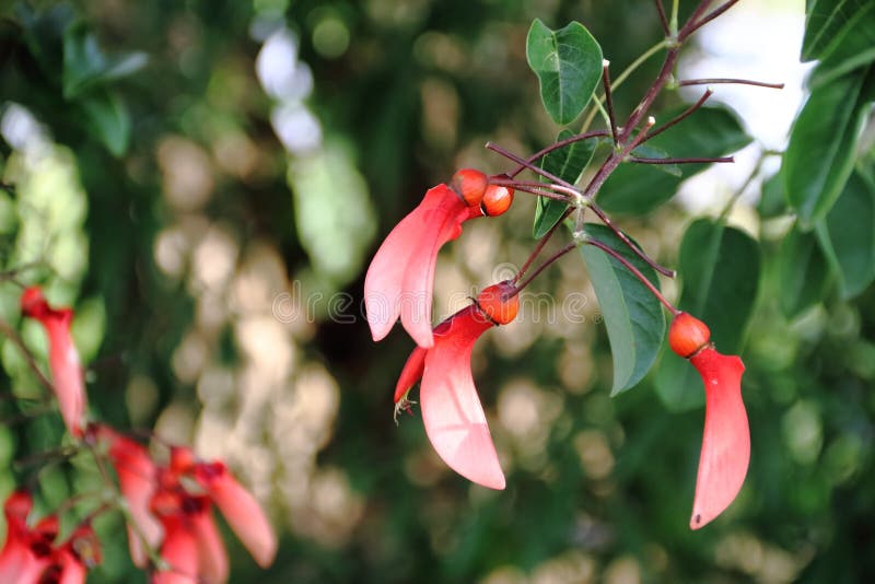 Flor De La Flor Nacional La Argentina Del Ceibo Foto de archivo ...