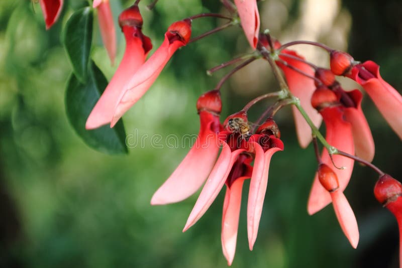 Sistema 2 De La Rama De Ceibo Ilustración del Vector - Ilustración de ...