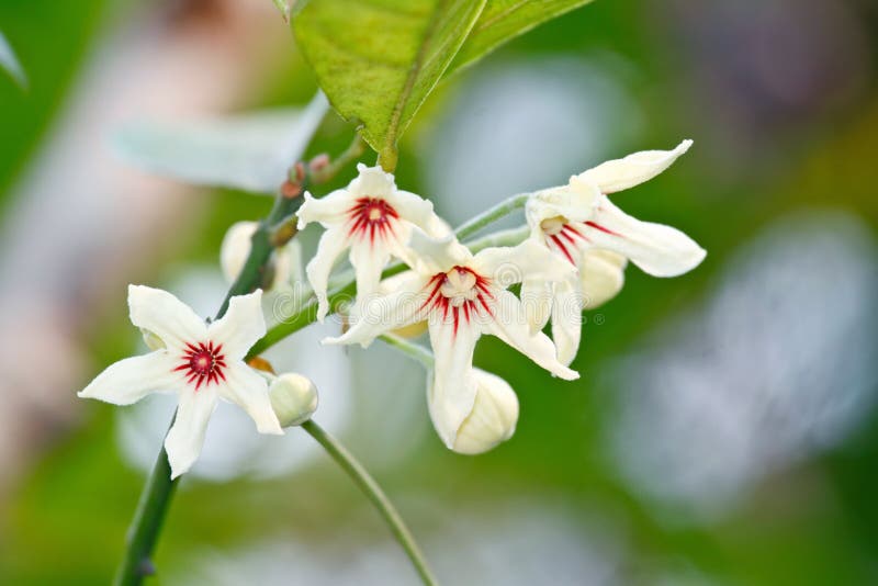 Flor De La Nuez De Cola (nitida De La Cola) Imagen de archivo - Imagen ...