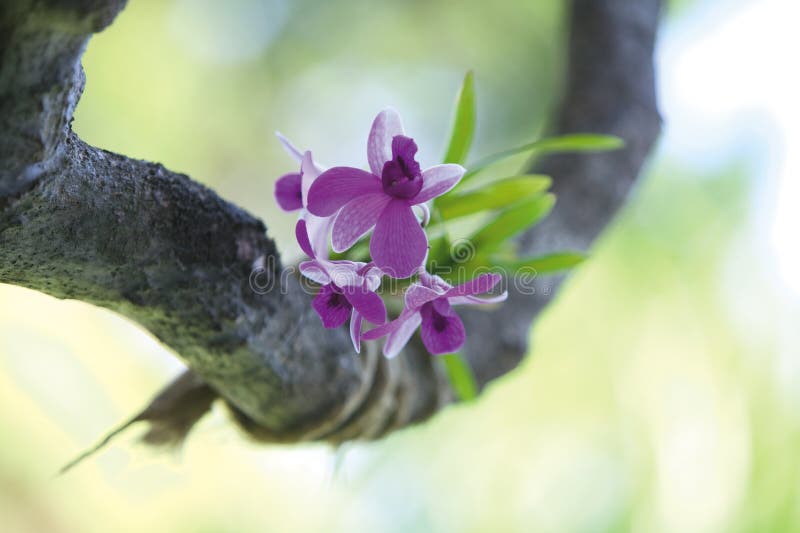 La Raíz Aérea De La Orquídea Foto de archivo - Imagen de aéreo ...