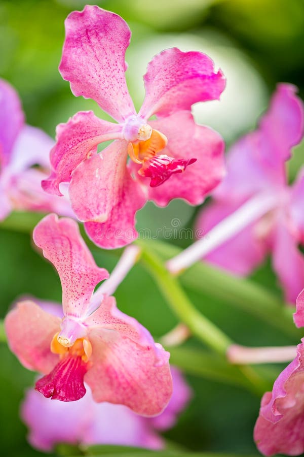 Orquídea Rosada De Vanda Miss Joaquim, Flor Nacional De Singapur, C ...