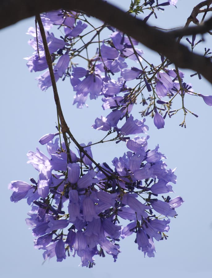 Flor del Jacaranda imagen de archivo. Imagen de jacaranda - 14225955