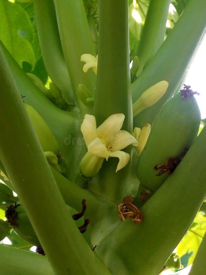 Flor de papaya foto de archivo. Imagen de molde, hojas - 84532826