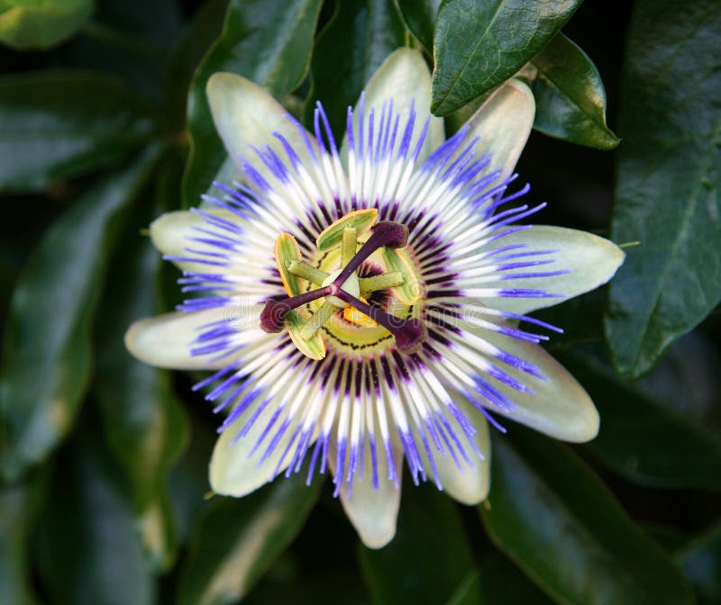 Blanco Con La Pasionaria Púrpura De La Flor Edulis Flor De La Pasión ...