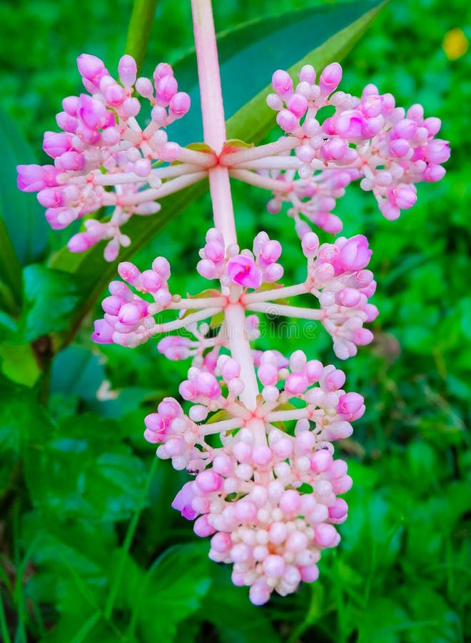 Flor De La Perla De Andaman Foto de archivo - Imagen de asia ...