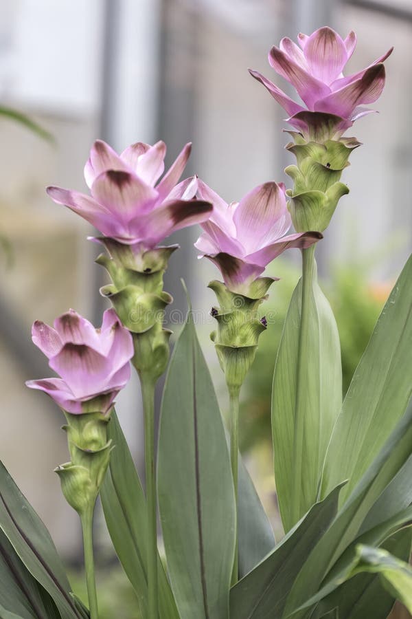 Flor Púrpura De La Cúrcuma En La Planta Foto de archivo - Imagen de ...