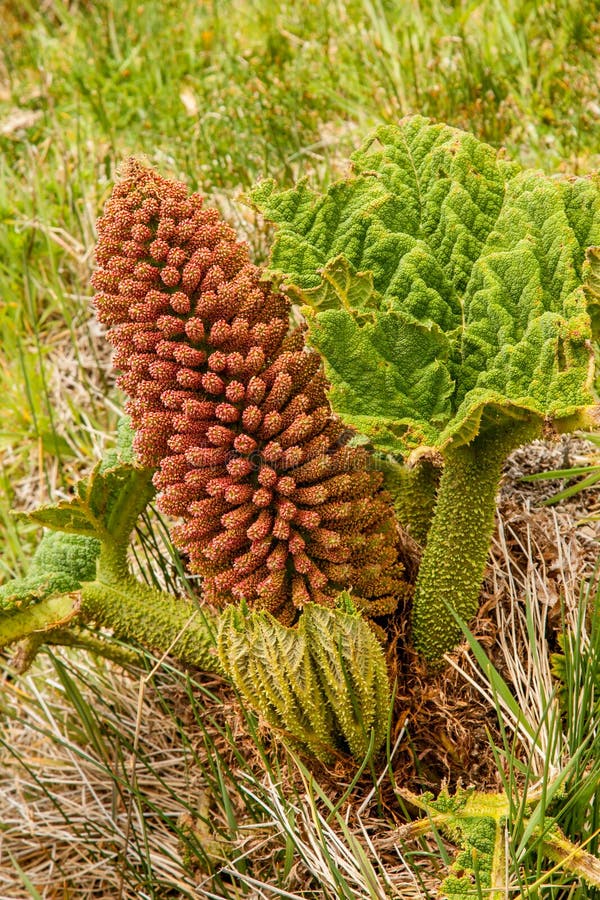 Planta De Ruibarbo De Chile Fotos - Libres de Derechos y Gratuitas de ...