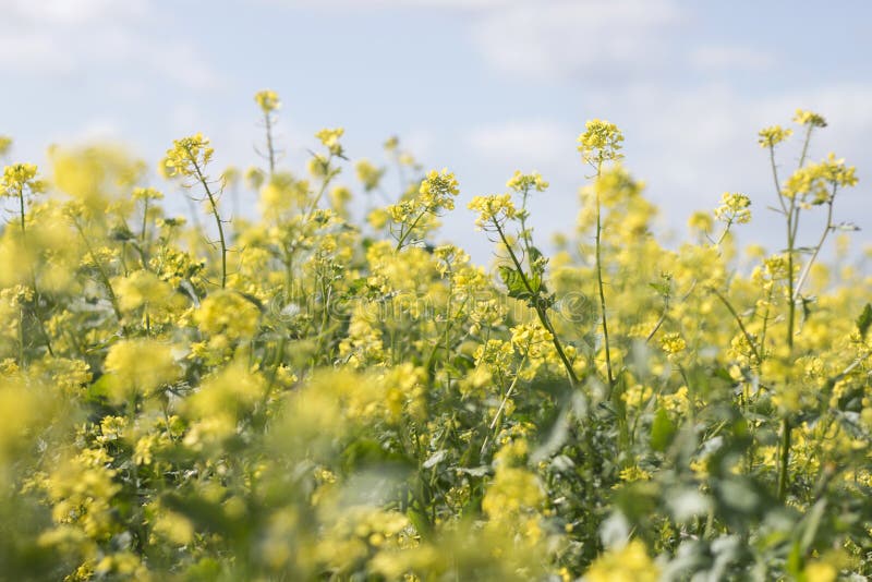 Flor De La Rabina (napus De La Brassica) Foto de archivo - Imagen de ...
