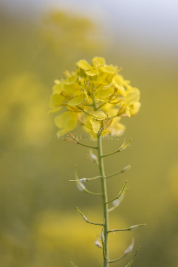 Flor De La Rabina (napus De La Brassica) Imagen de archivo - Imagen de ...