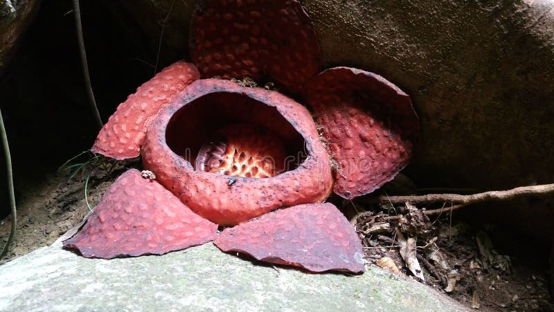 Flor De La Flor De Rafflesia Foto de archivo - Imagen de flor: 100455914