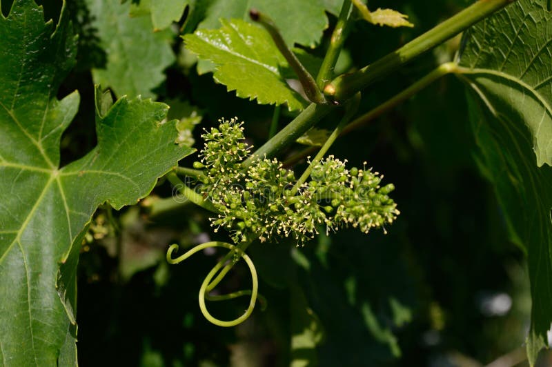 Flor de la uva imagen de archivo. Imagen de valle, granja - 55310211